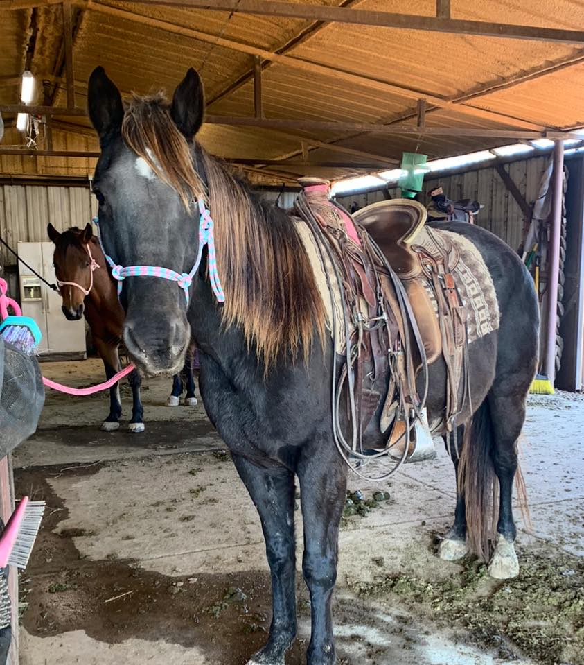 » Gentle stout gelding Traci Davis