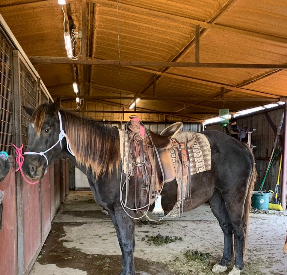 » Gentle stout gelding Traci Davis