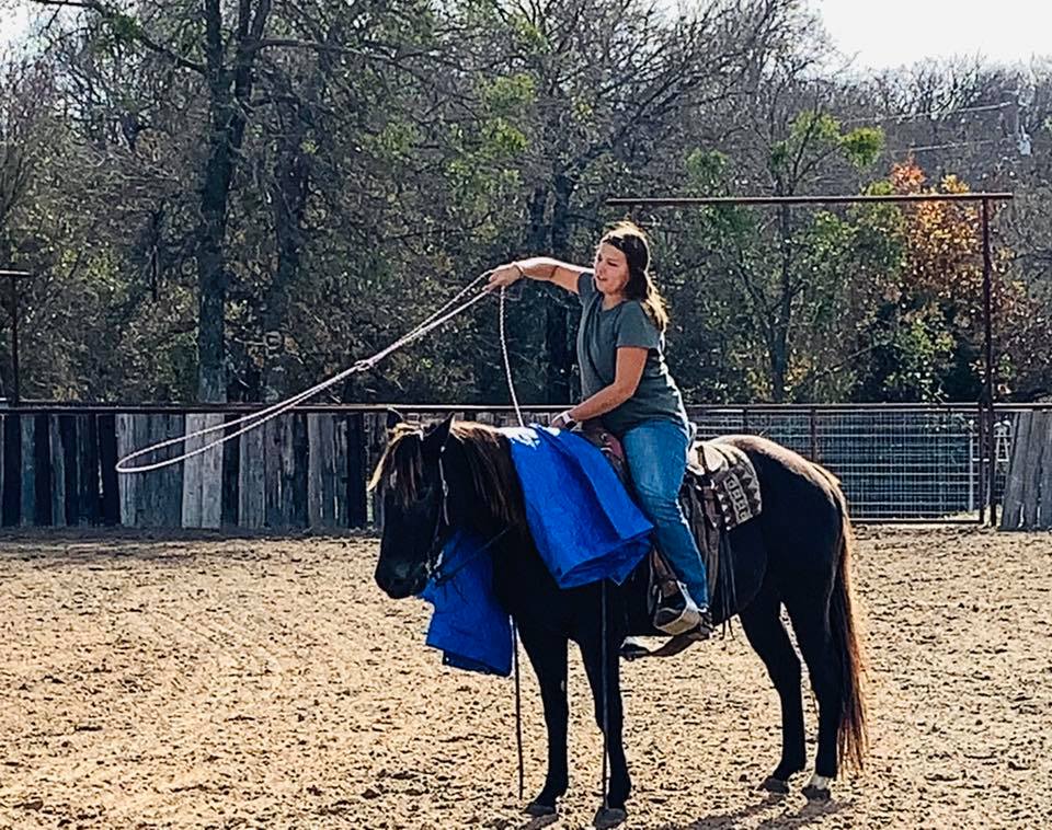 » Gentle stout gelding Traci Davis