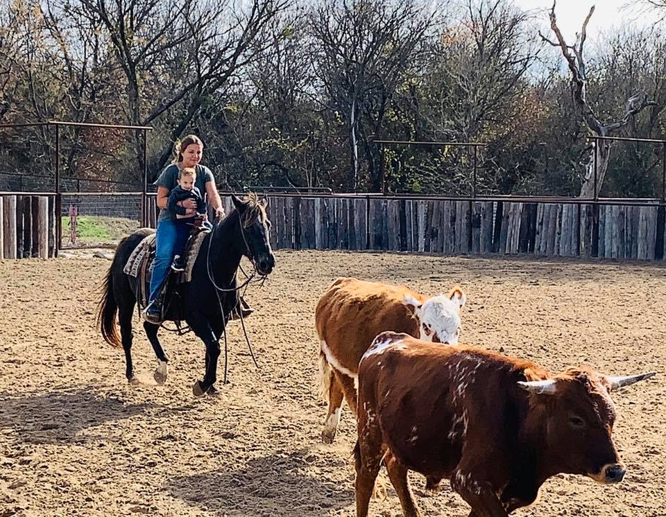 » Gentle stout gelding Traci Davis