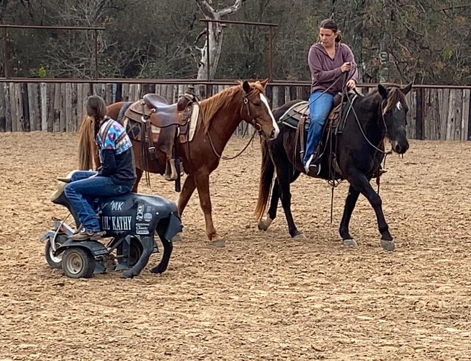 » Gentle stout gelding Traci Davis