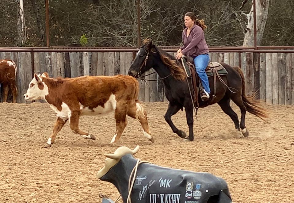 » Gentle stout gelding Traci Davis