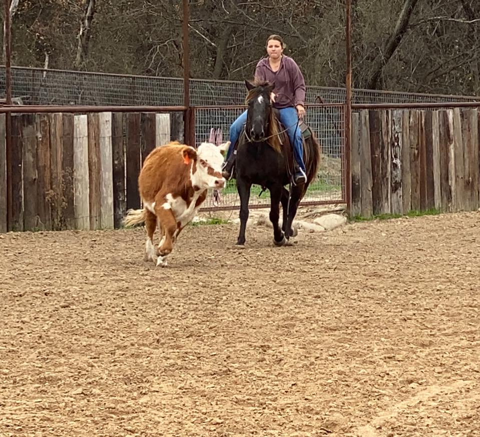 » Gentle stout gelding Traci Davis