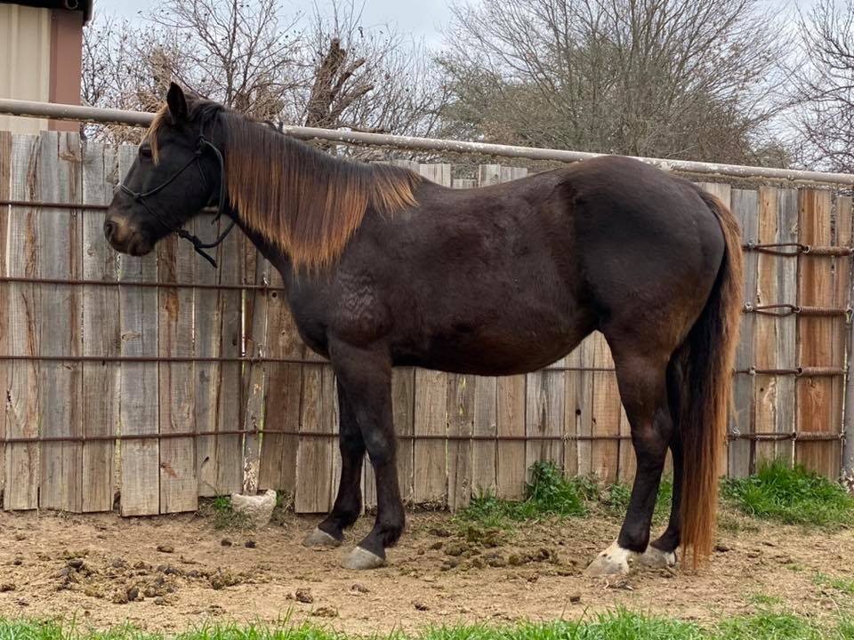 » Gentle stout gelding Traci Davis