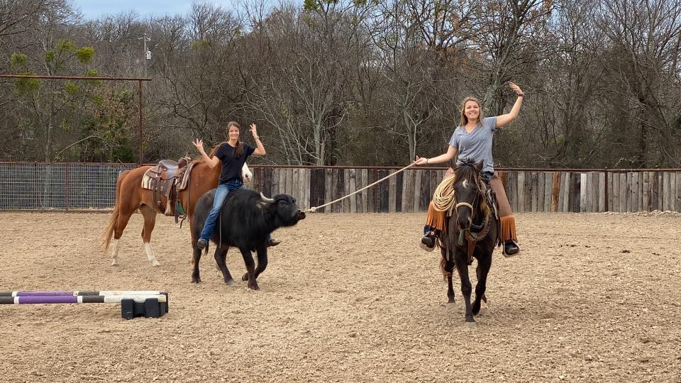 » Gentle stout gelding Traci Davis