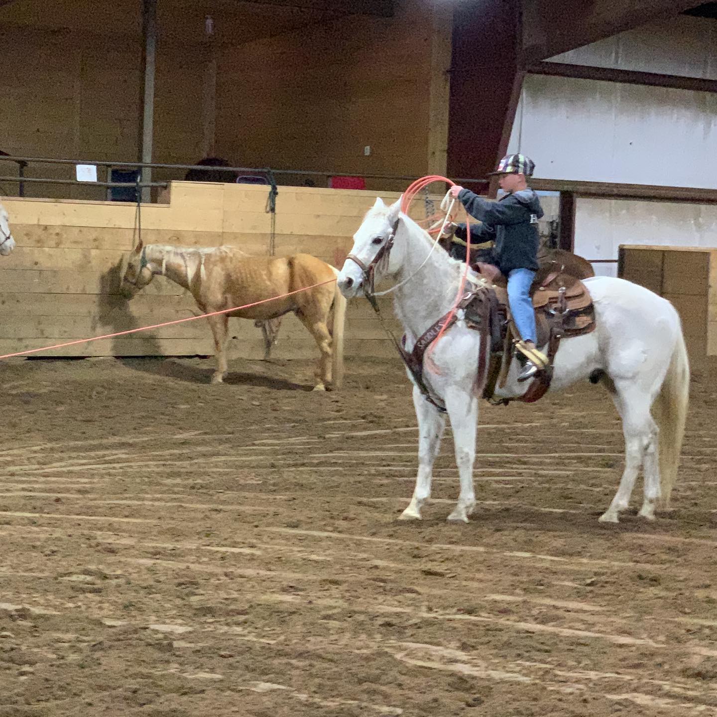 » Finished rope horse Traci Davis