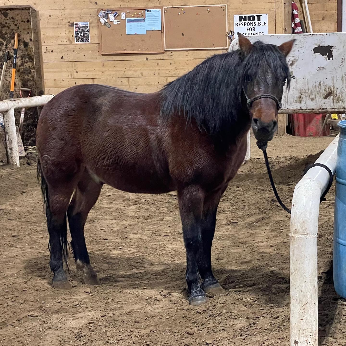 » The cutest little bay pony Traci Davis