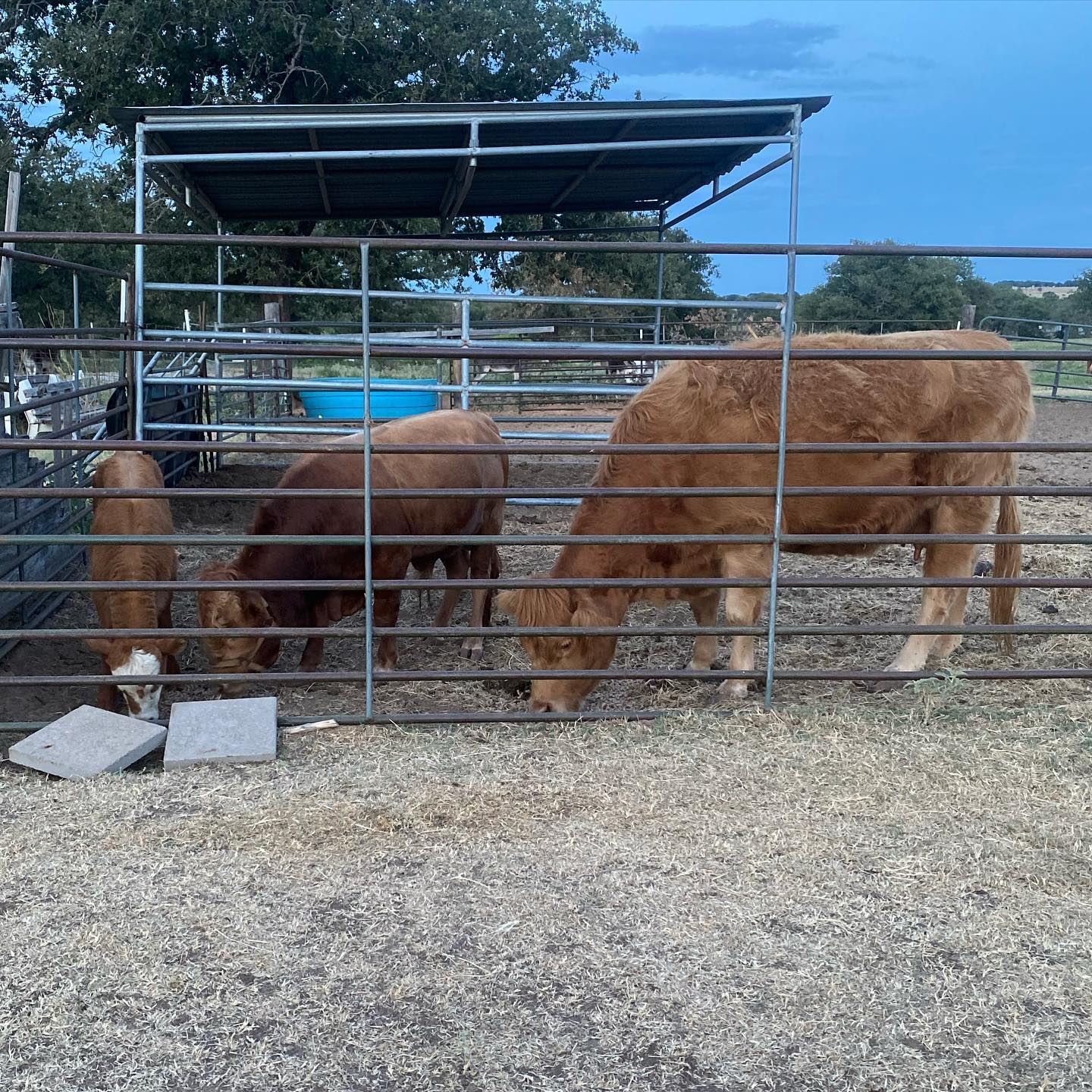 » Purebred highland cow Traci Davis