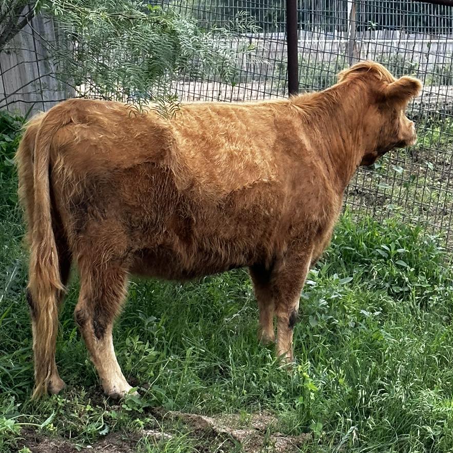 » Purebred highland cow Traci Davis