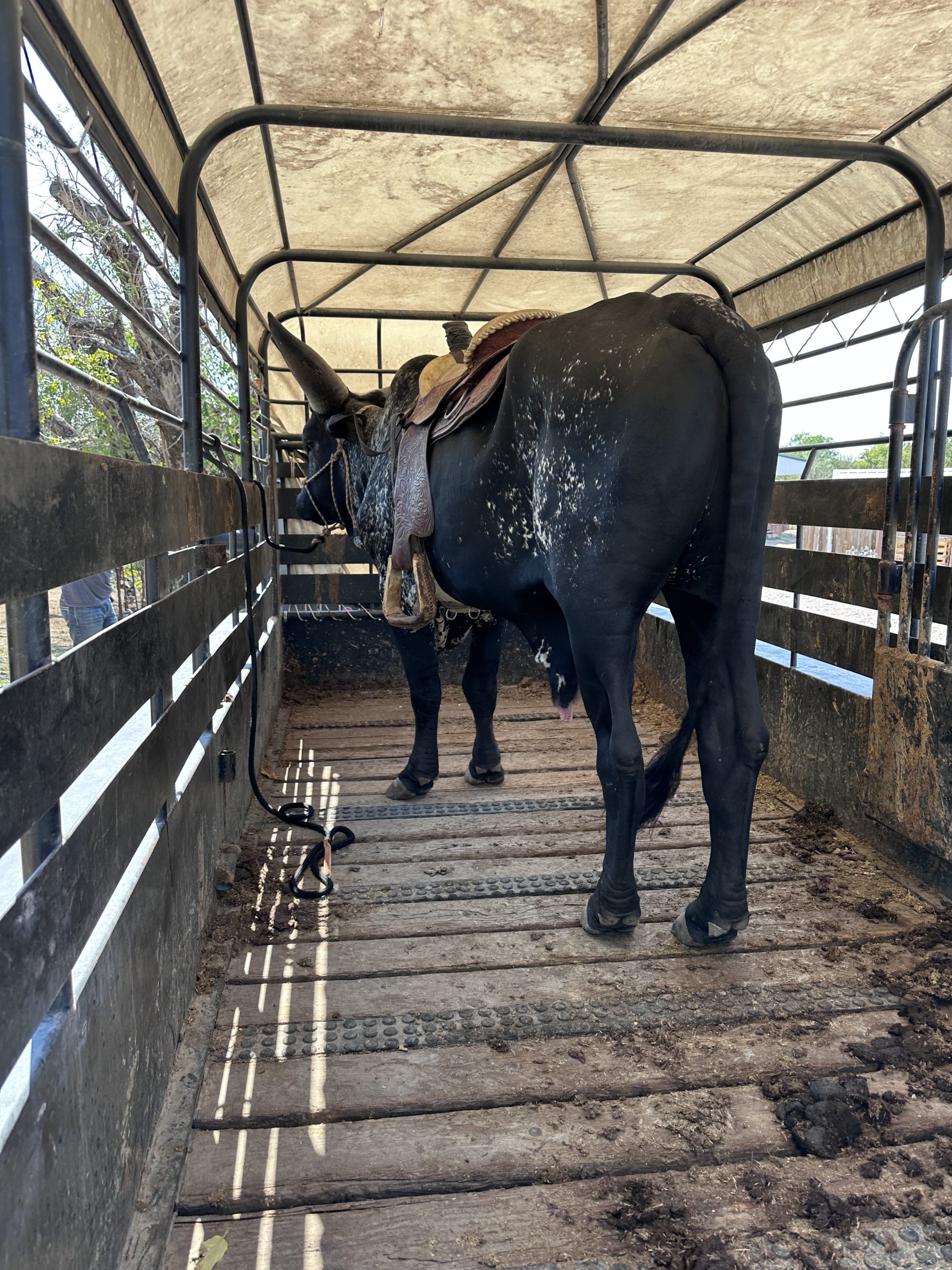 » Very Unique steer Traci Davis